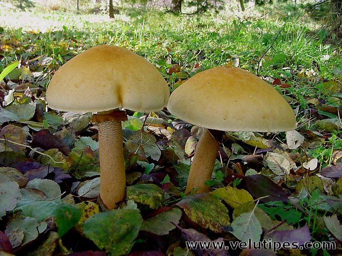 Phaeolepiota aurea, kultasieni @ Natural Fungi in Finland