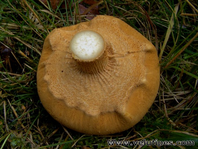Phaeolepiota aurea, kultasieni @ Natural Fungi in Finland