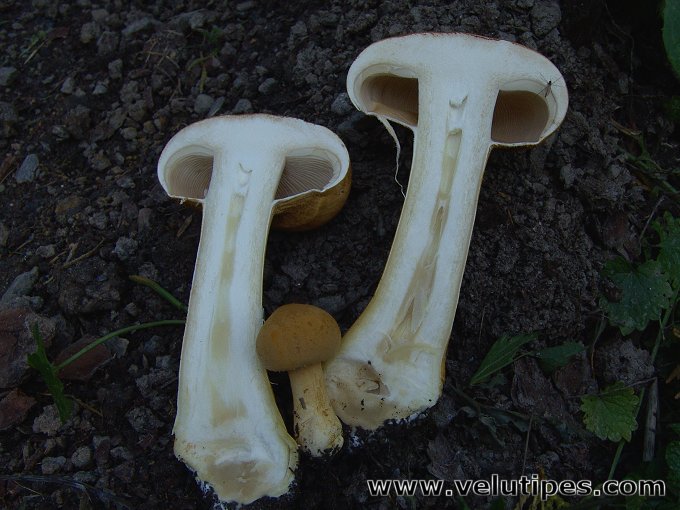 Phaeolepiota aurea, kultasieni @ Natural Fungi in Finland