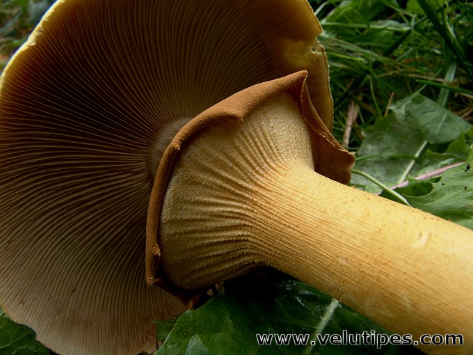 Phaeolepiota aurea, kultasieni @ Natural Fungi in Finland