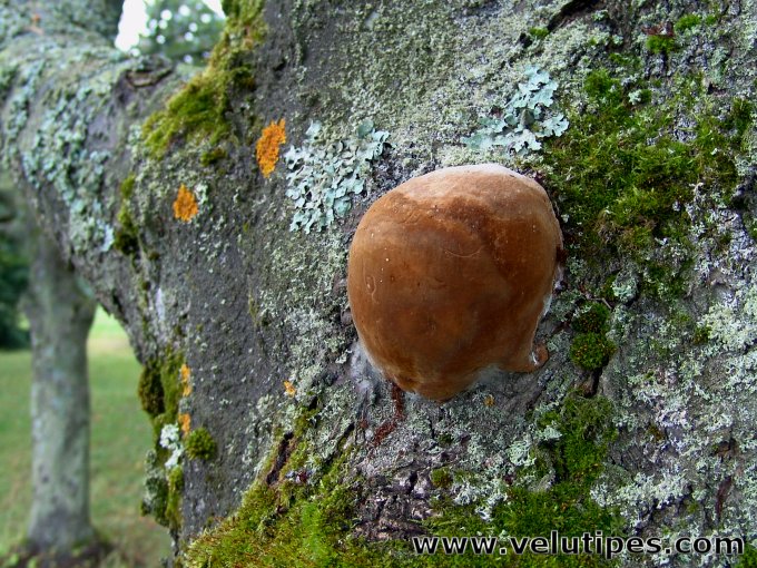 Phellinus igniarius, arinakääpä @ Natural Fungi in Finland