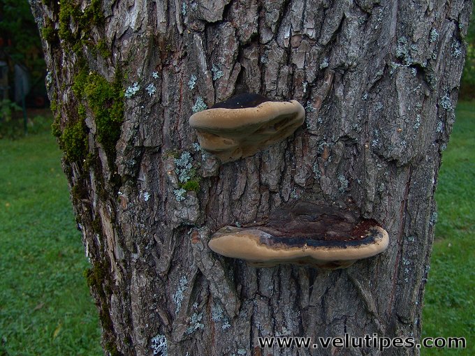 Phellinus igniarius, arinakääpä @ Natural Fungi in Finland