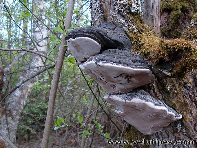 Phellinus igniarius, arinakääpä @ Natural Fungi in Finland