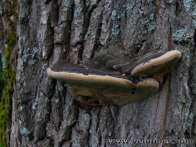 Phellinus igniarius, arinakääpä @ Natural Fungi in Finland