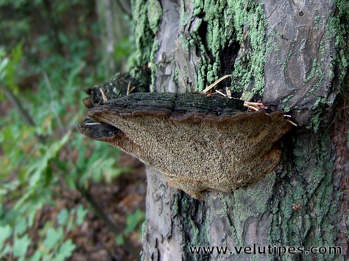 Phellinus pini, männynkääpä @ Natural Fungi in Finland