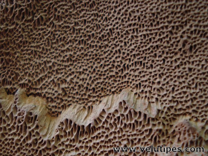 Phellinus pini, männynkääpä @ Natural Fungi in Finland