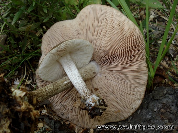 Pluteus cervinus, koivulahorusokas @ Natural Fungi in Finland