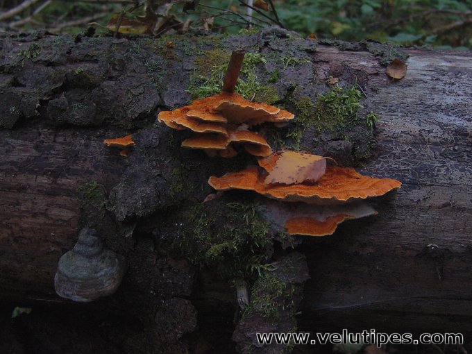 Pycnoporellus fulgens, rusokääpä @ Natural Fungi in Finland