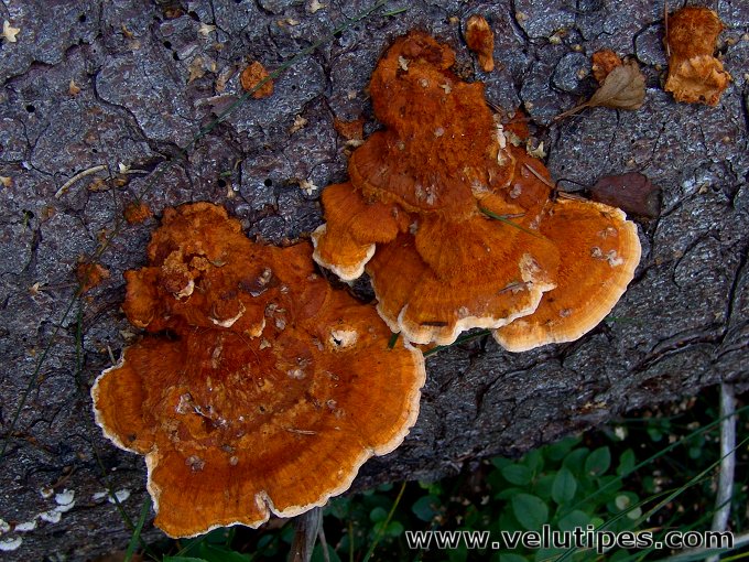 Pycnoporellus fulgens, rusokääpä @ Natural Fungi in Finland