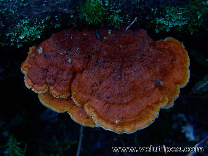 Pycnoporellus fulgens, rusokääpä @ Natural Fungi in Finland
