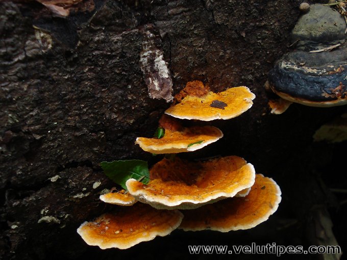 Pycnoporellus fulgens, rusokääpä @ Natural Fungi in Finland