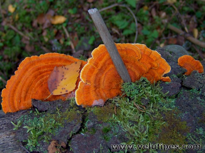 Pycnoporellus fulgens, rusokääpä @ Natural Fungi in Finland