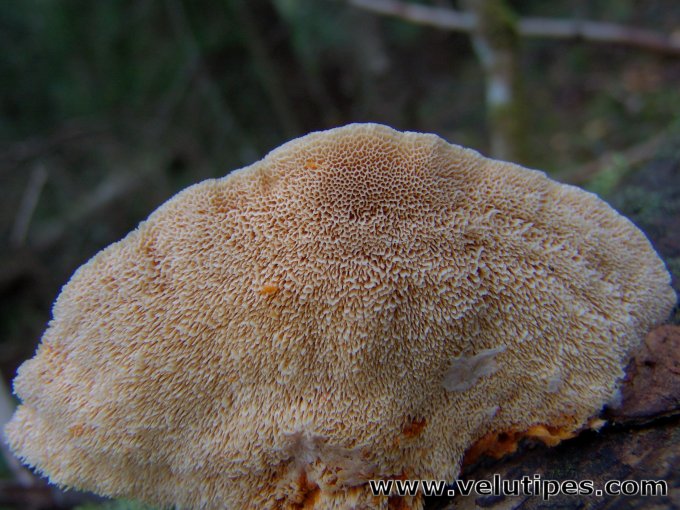 Pycnoporellus fulgens, rusokääpä @ Natural Fungi in Finland