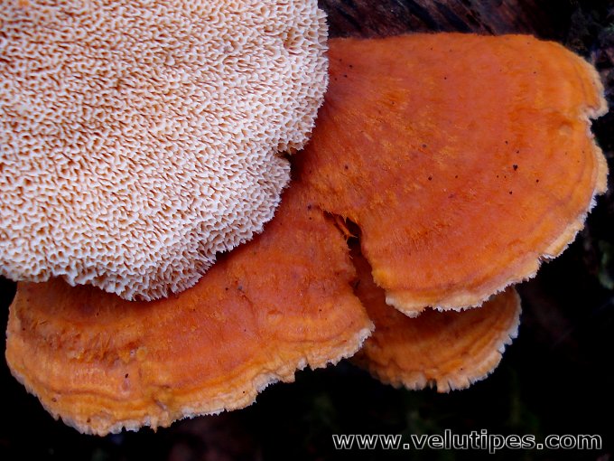 Pycnoporellus fulgens, rusokääpä @ Natural Fungi in Finland