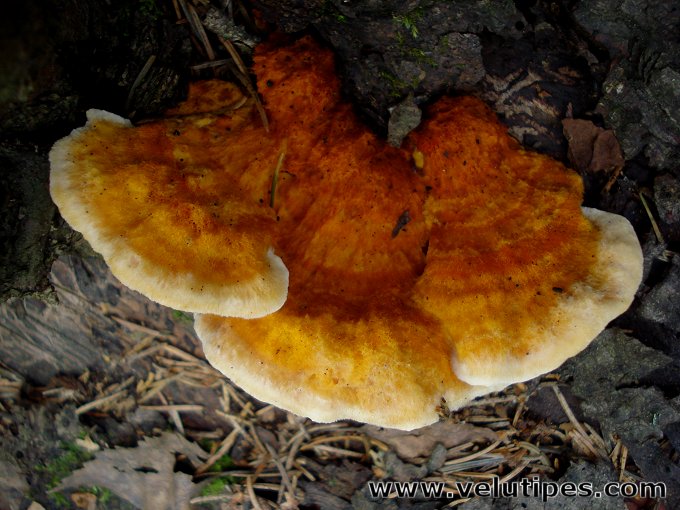 Pycnoporellus fulgens, rusokääpä @ Natural Fungi in Finland
