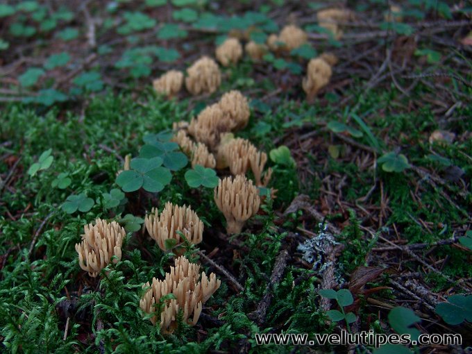 Ramaria eumorpha, kuusihaarakas @ Natural Fungi in Finland