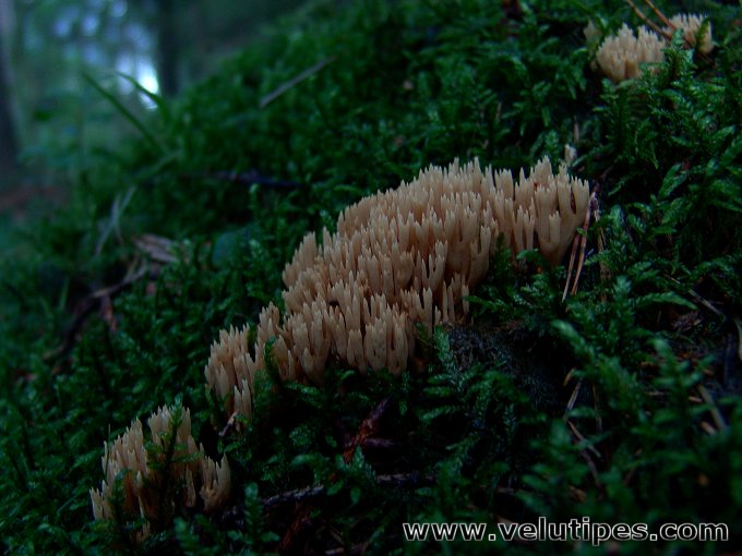 Ramaria eumorpha, kuusihaarakas @ Natural Fungi in Finland