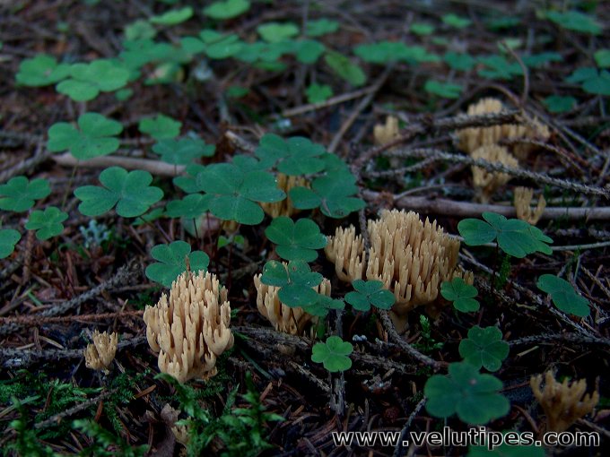 Ramaria eumorpha, kuusihaarakas @ Natural Fungi in Finland