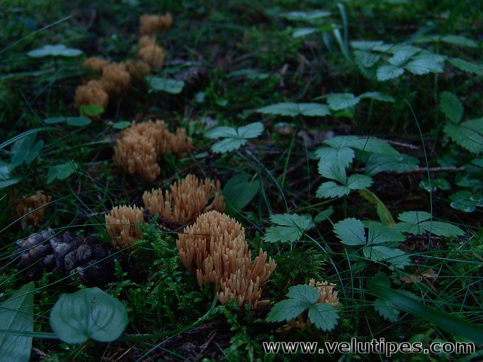 Ramaria eumorpha, kuusihaarakas @ Natural Fungi in Finland