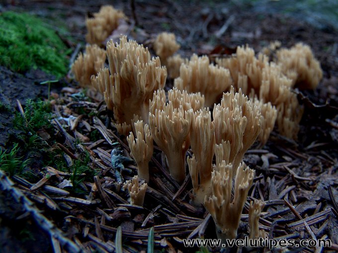 Ramaria eumorpha, kuusihaarakas @ Natural Fungi in Finland