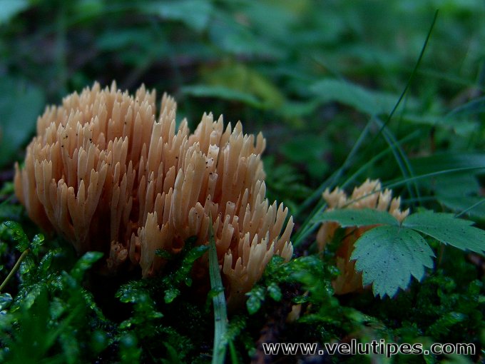 Ramaria eumorpha, kuusihaarakas @ Natural Fungi in Finland