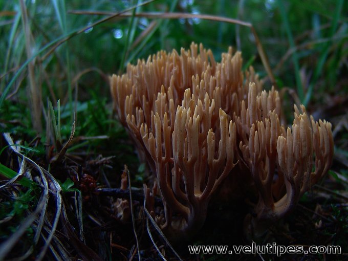 Ramaria eumorpha, kuusihaarakas @ Natural Fungi in Finland