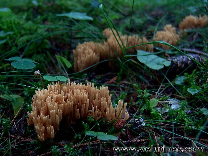 Ramaria eumorpha, kuusihaarakas @ Natural Fungi in Finland