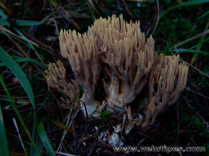 Ramaria eumorpha, kuusihaarakas @ Natural Fungi in Finland