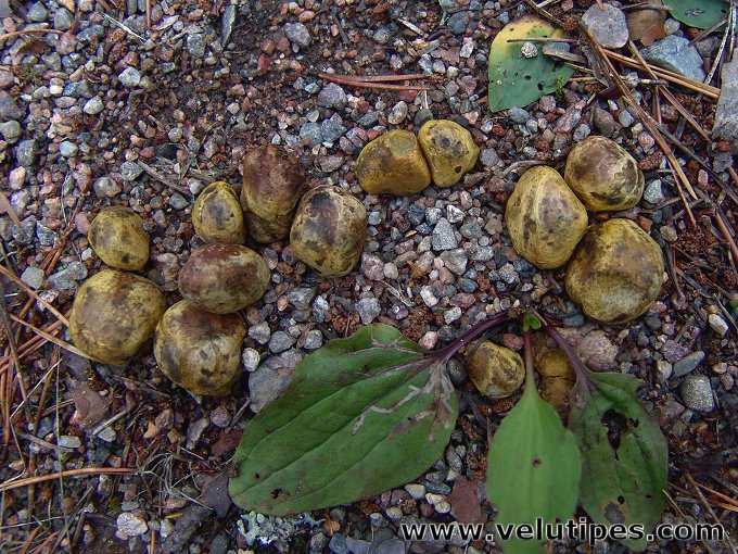 Rhizopogon luteolus, keltajänönmukula @ Natural Fungi in Finland