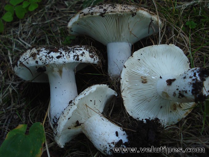 Russula chloroides, vihersuppilohapero @ Natural Fungi in Finland