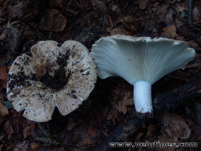 Russula chloroides, vihersuppilohapero @ Natural Fungi in Finland