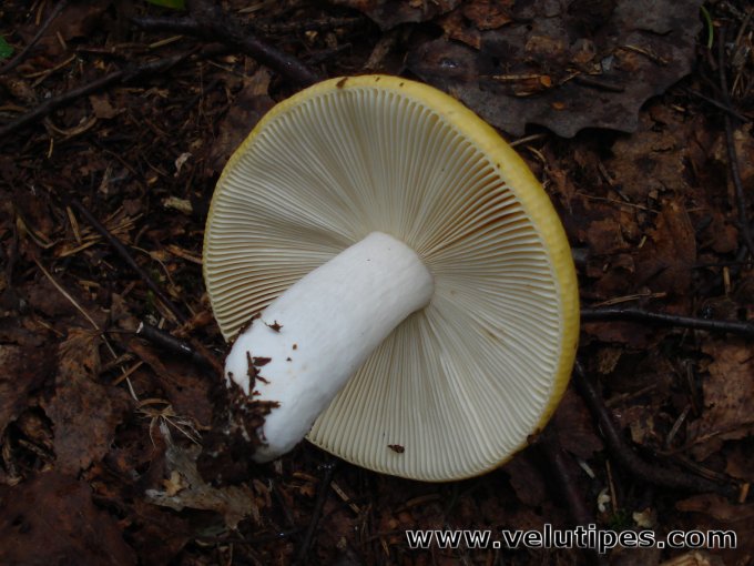 Russula claroflava, keltahapero @ Natural Fungi in Finland