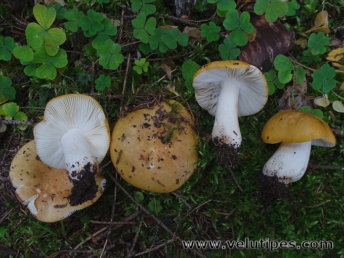 Russula ochroleuca, sinappihapero @ Natural Fungi in Finland