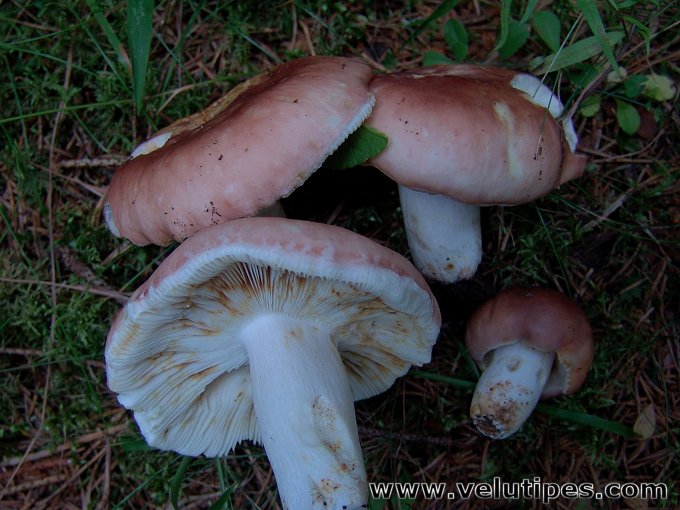 Russula vesca, palterohapero @ Natural Fungi in Finland