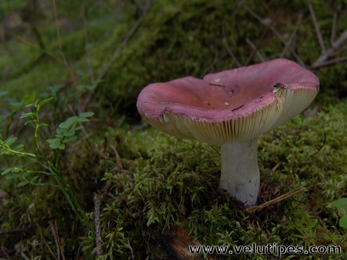 Russula vinosa, viinihapero @ Natural Fungi in Finland