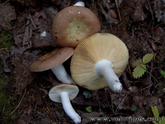Russula violaceoincarnata, polkuhapero @ Natural Fungi in Finland