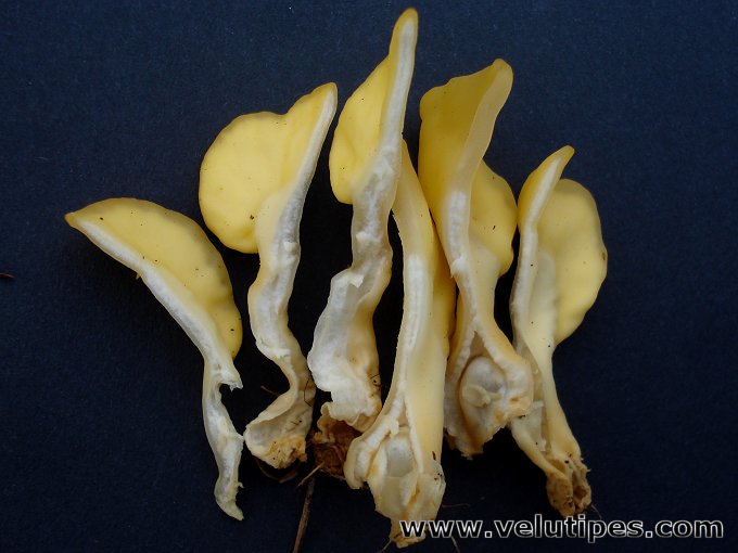 Spathularia flavida, keltalapakka @ Natural Fungi in Finland