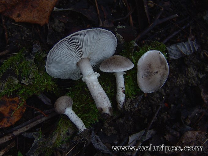 Tricholoma cingulatum, rengasvalmuska @ Natural Fungi in Finland