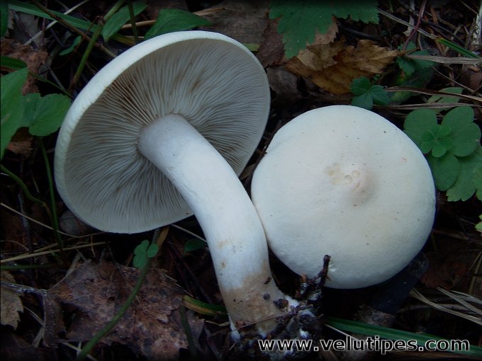 Tricholoma stiparophyllum, retikkavalmuska @ Natural Fungi in Finland