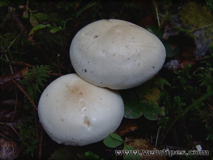Tricholoma stiparophyllum, retikkavalmuska @ Natural Fungi in Finland
