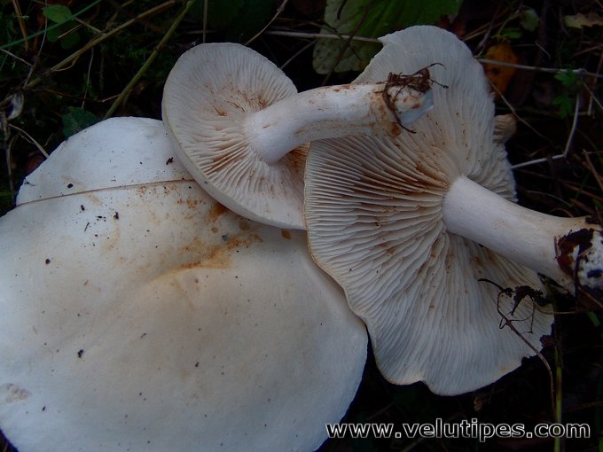 Tricholoma stiparophyllum, retikkavalmuska @ Natural Fungi in Finland