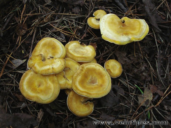 Xanthoporus syringae, keltakääpä @ Natural Fungi in Finland