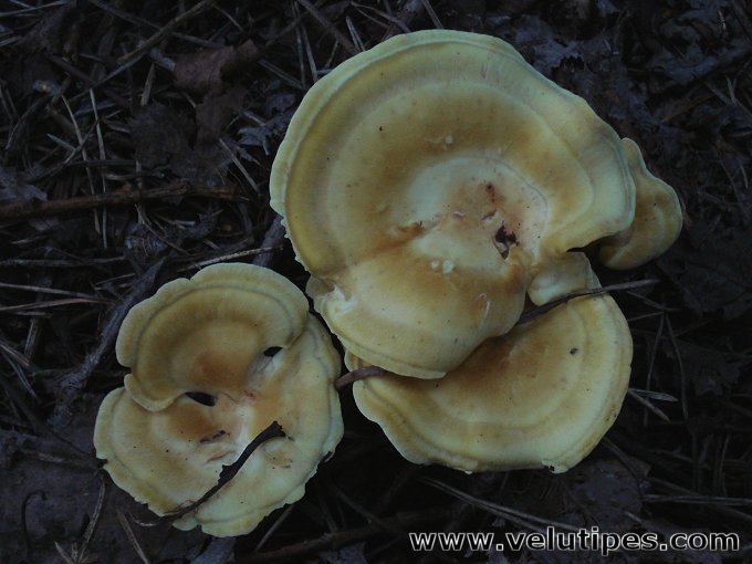 Xanthoporus syringae, keltakääpä @ Natural Fungi in Finland