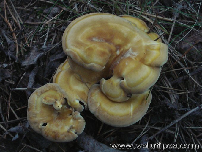 Xanthoporus syringae, keltakääpä @ Natural Fungi in Finland