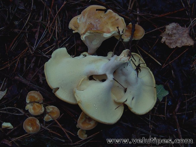 Xanthoporus syringae, keltakääpä @ Natural Fungi in Finland