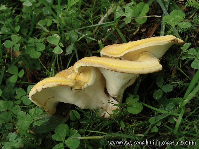 Xanthoporus syringae, keltakääpä @ Natural Fungi in Finland