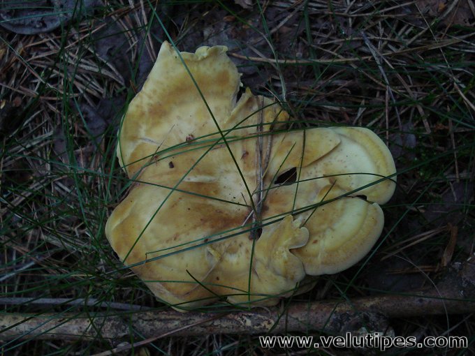 Xanthoporus syringae, keltakääpä @ Natural Fungi in Finland