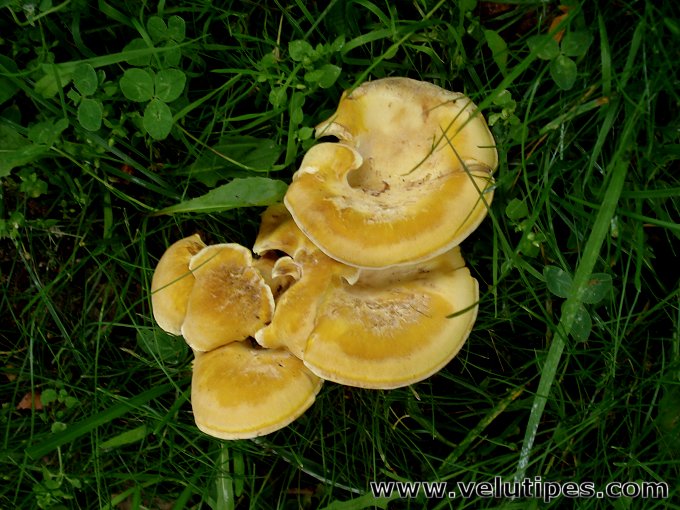 Xanthoporus syringae, keltakääpä @ Natural Fungi in Finland
