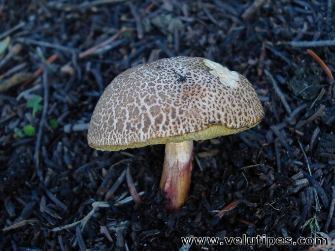 Xerocomus porosporus, valeruututatti @ Natural Fungi in Finland