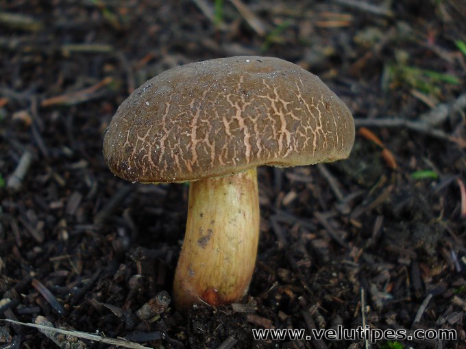 Xerocomus porosporus, valeruututatti @ Natural Fungi in Finland